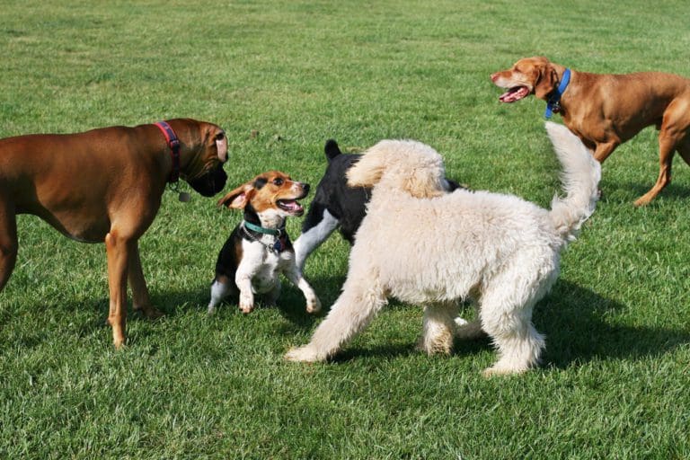 The Best Dog Parks in Florida for Puppies - Petland Miami