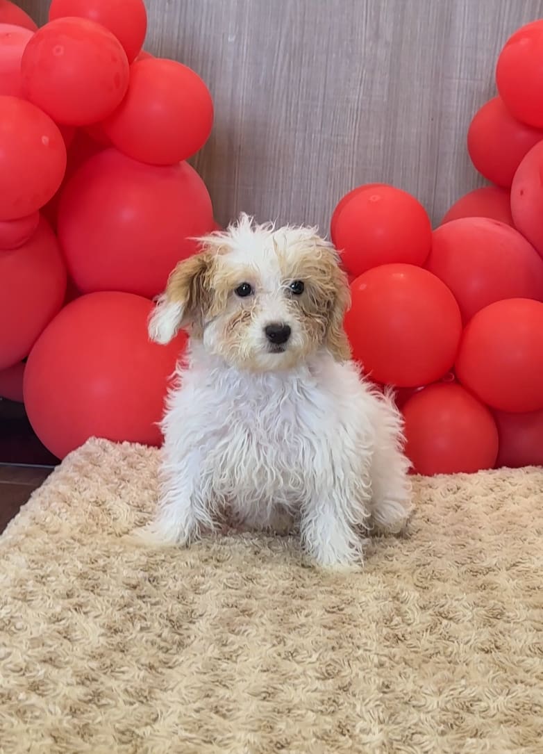Puppies for Sale in Miami | Petland Miami | Buy A Puppy Today