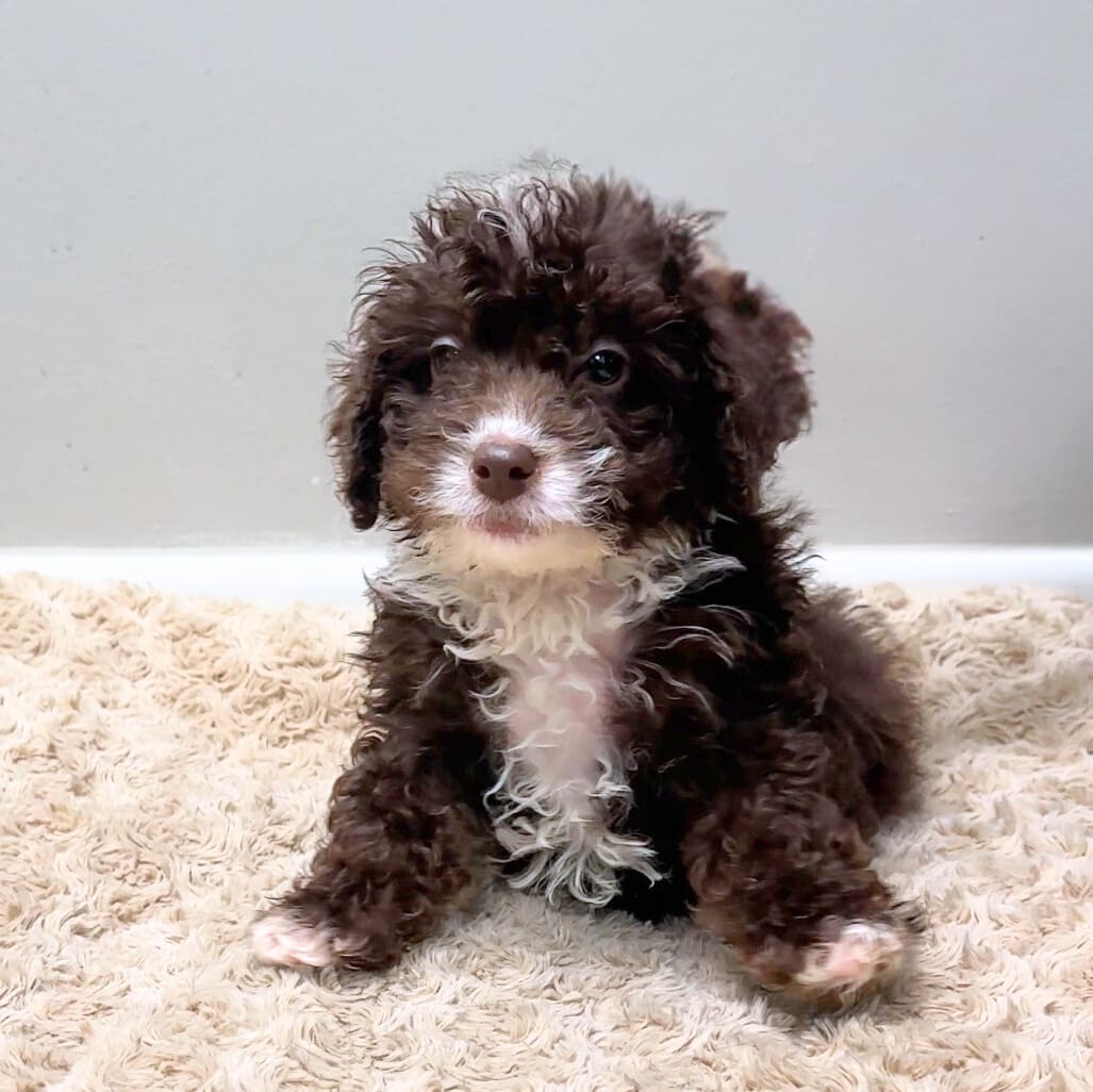 Puppies for Sale in Miami | Petland Miami | Buy A Puppy Today