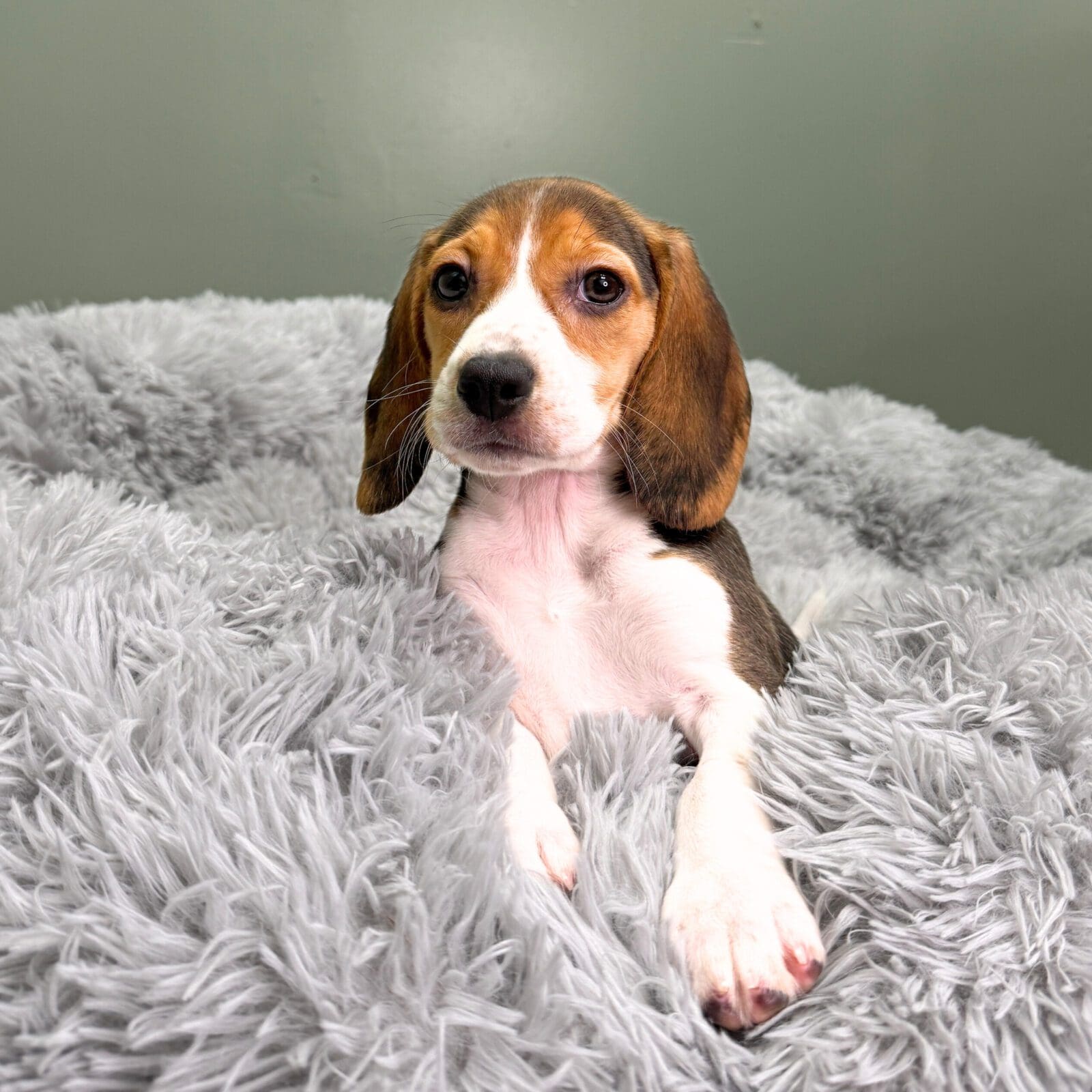 Puppies for Sale in Miami | Petland Miami | Buy A Puppy Today