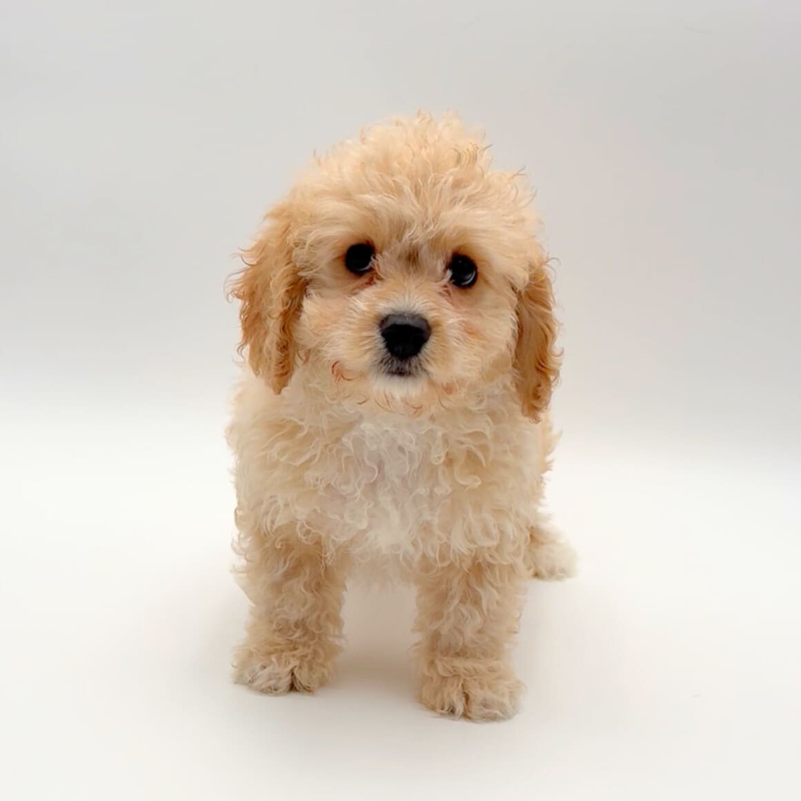 Puppies for Sale in Miami | Petland Miami | Buy A Puppy Today